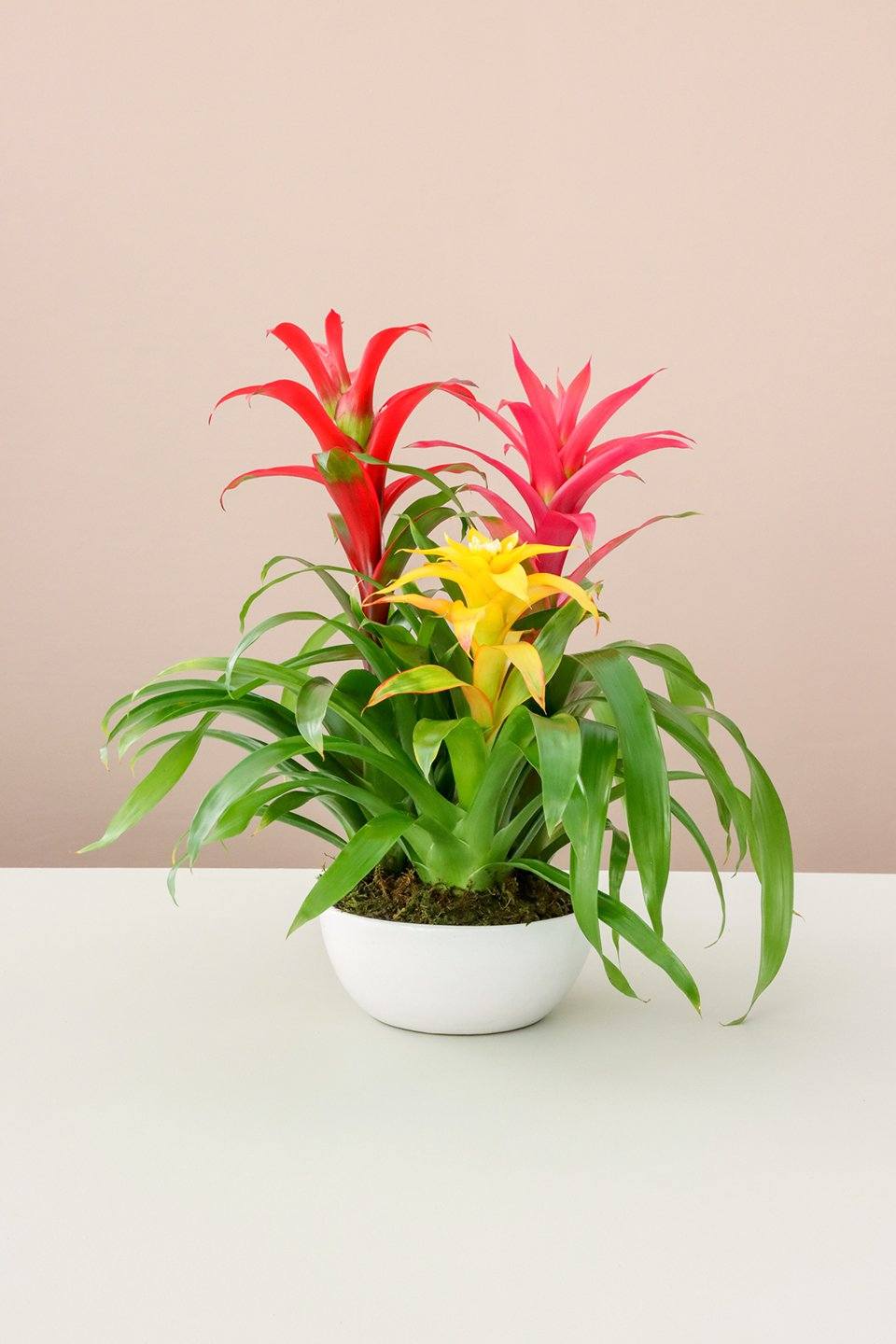 bromeliad ceramic