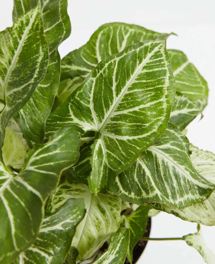 Arrowhead Plant Propagation: The Ultimate Guide to