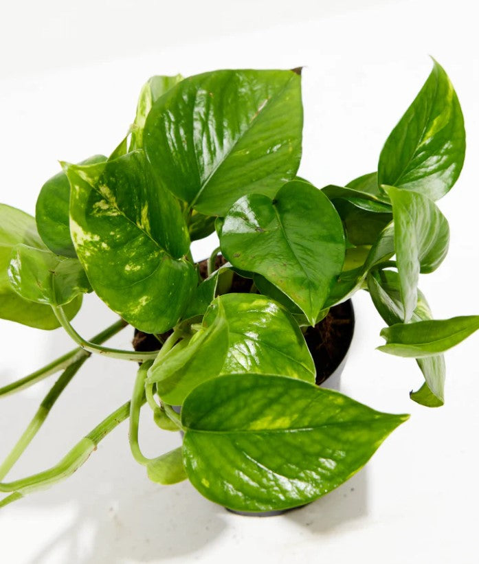 9 Benefits of Golden Pothos: The Symbol of Luck and Resilience