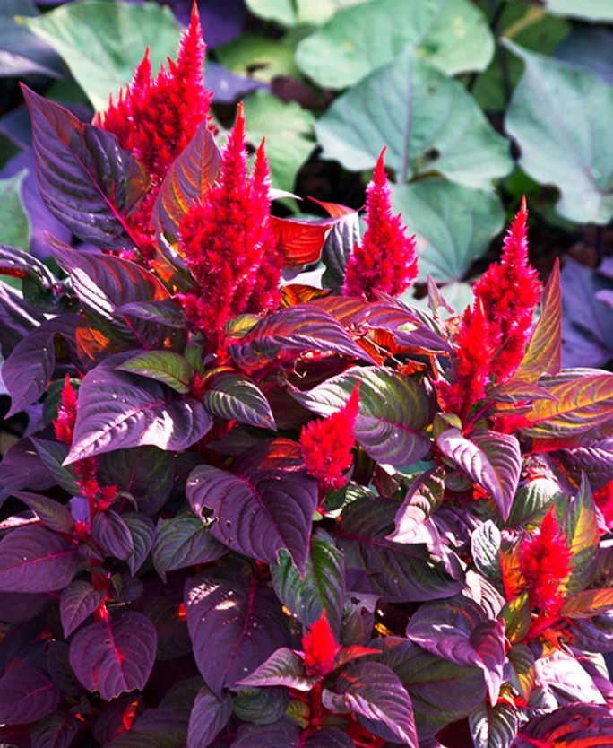 Types Of Red Plants Well Drained Fast Growth Red Lily Flower Plant,
