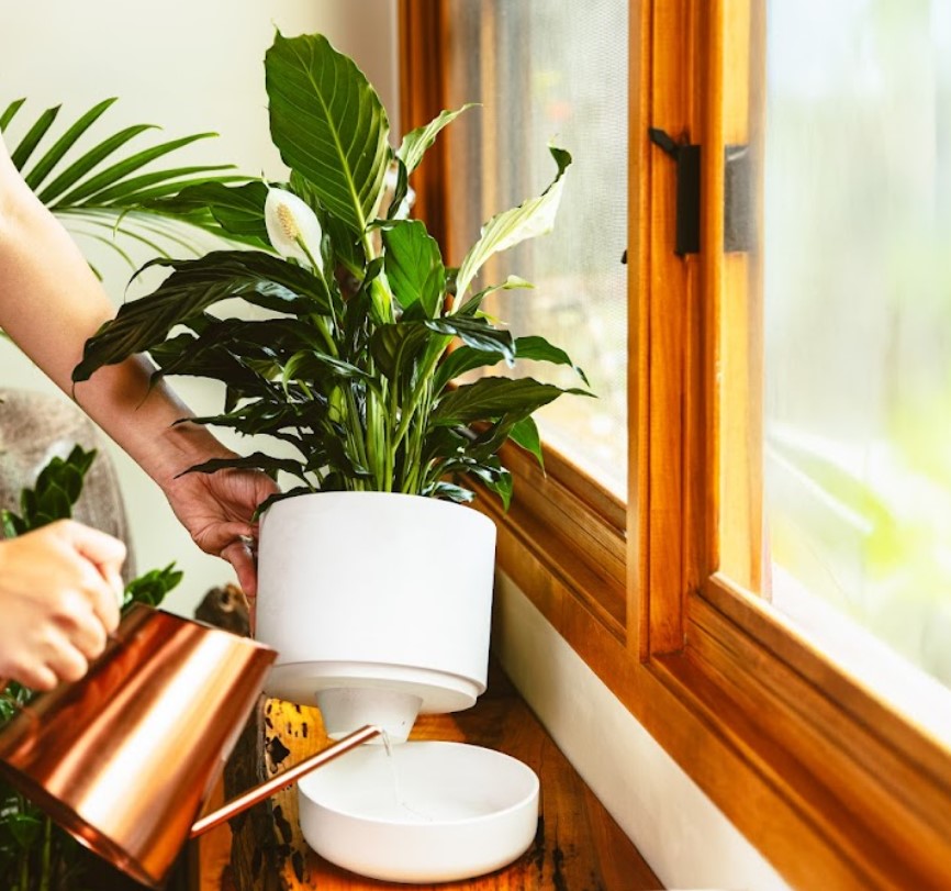 11 Self Watering Plants for a Low-Maintenance Indoor Garden