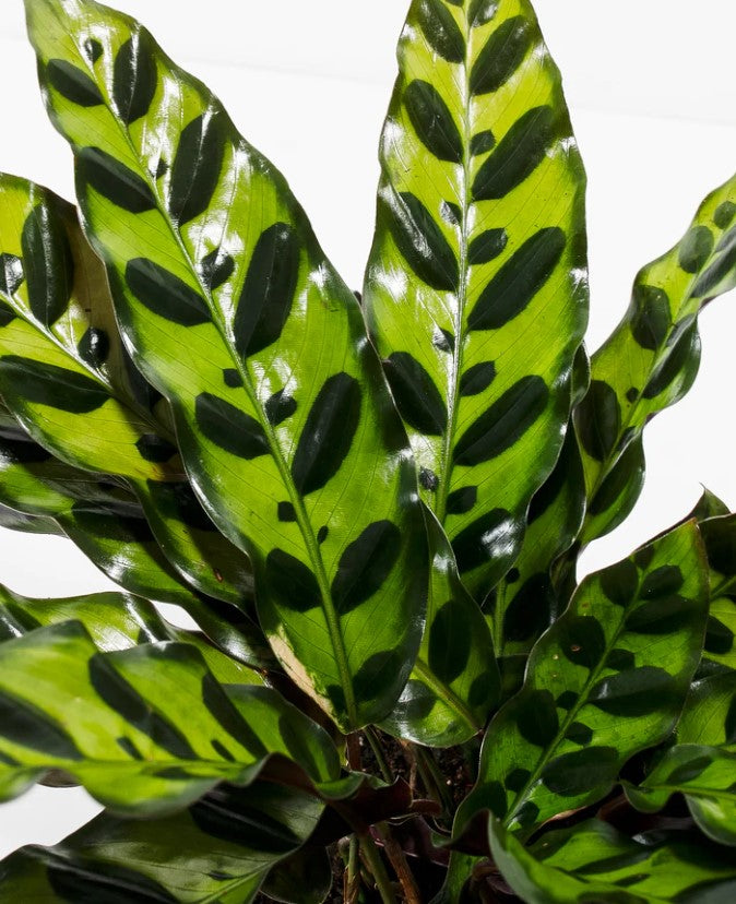 Calathea Plant Presentation, Care Guide & Growing Tips