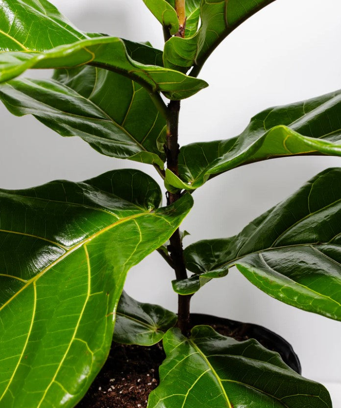 The Ultimate Guide to Fiddle Leaf Fig Light Requirements: Tips & Fixes