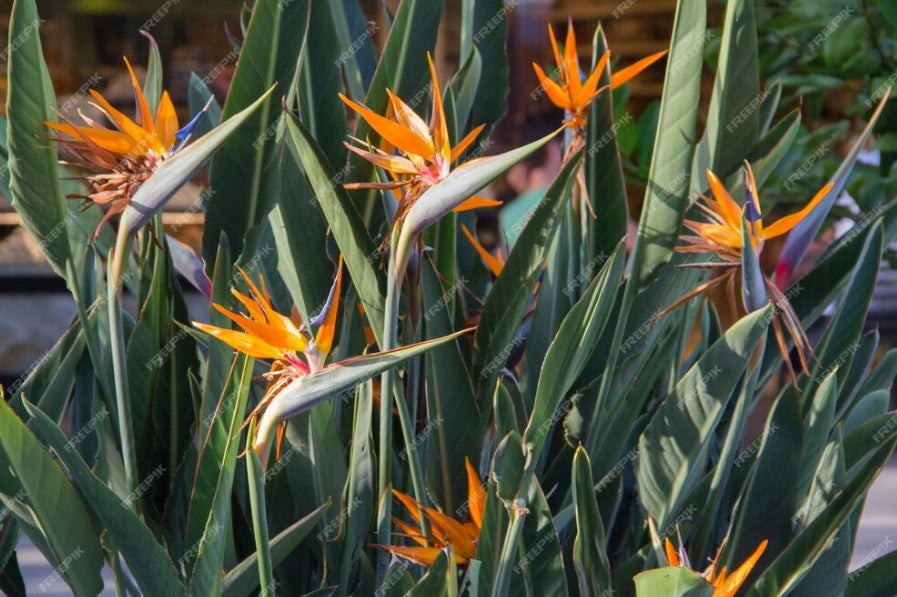 Birds Of Paradise Plant Tree Bird Of Paradise Tree 1.5m