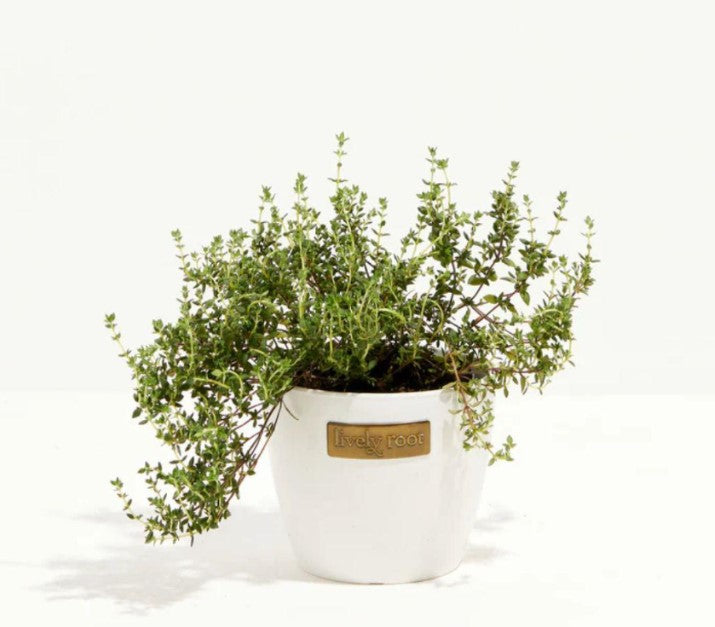 Thyme Plant: Planting, Growing, Care, And Harvesting Tips