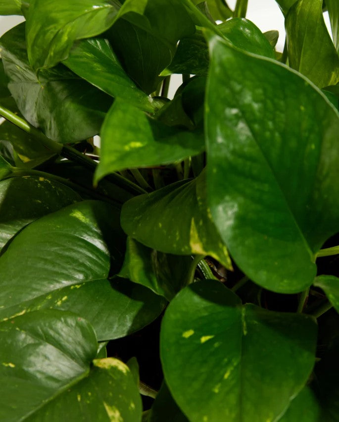 Learn How to Propagate Pothos: 5 Easy Methods Explained