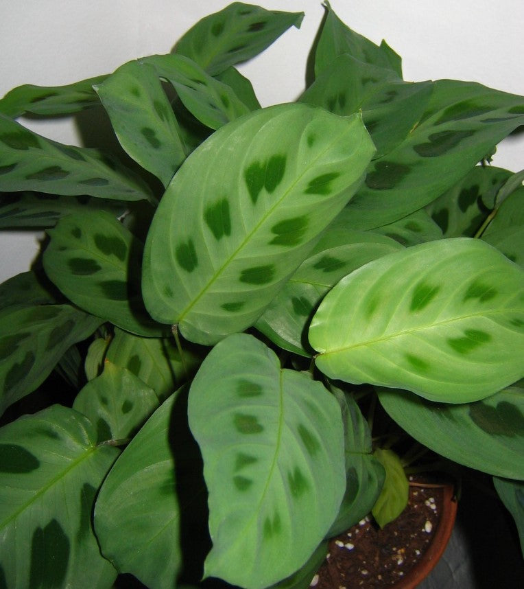 Learn How to Propagate a Prayer Plant: 3 Easy Methods