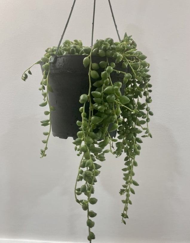Learn How to Propagate String of Pearls Plant Successfully