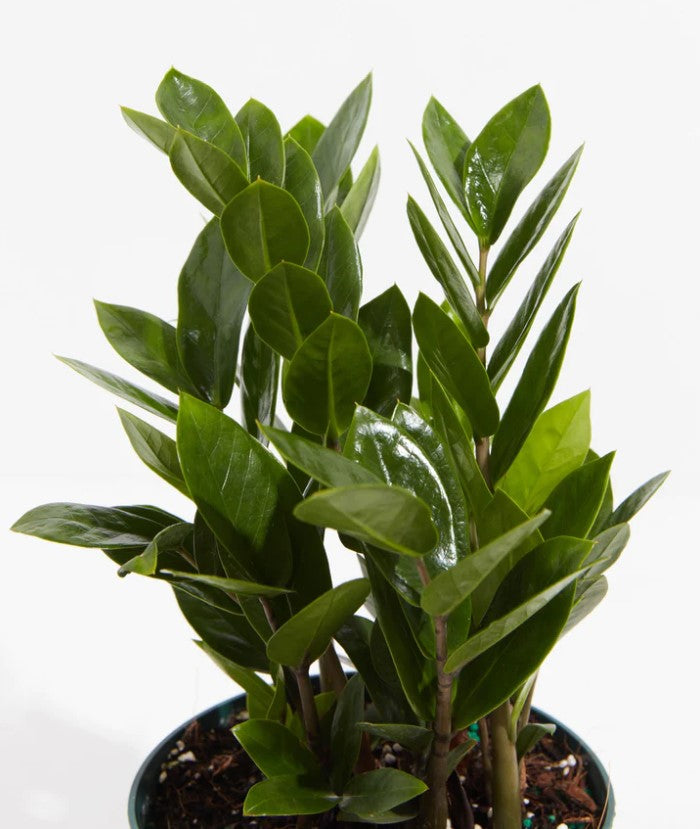 How to Propagate a ZZ Plant: 3 Simple Methods Explained