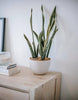 How to Prune a Snake Plant: Simple Steps for Lush Foliage