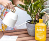 When And How Often to Water a ZZ Plant: A Detailed Guide