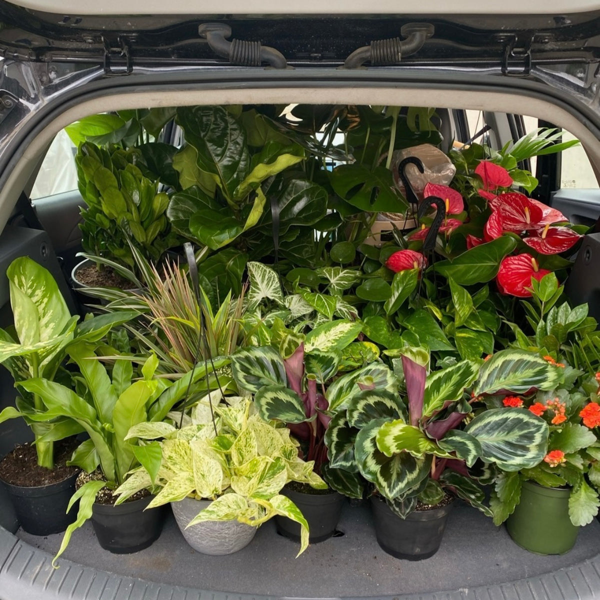 Join The Lively Root Garden Club