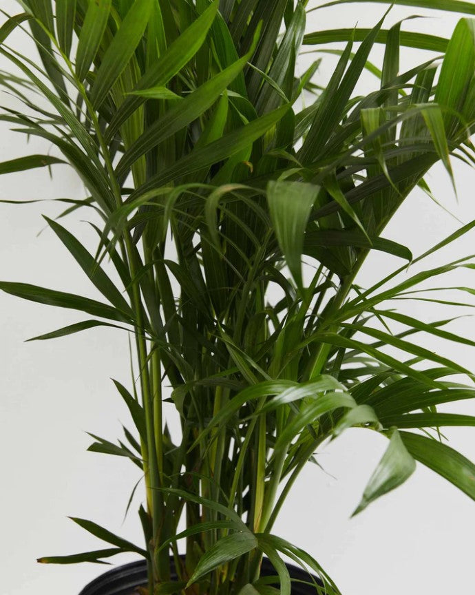 Is Cat Palm Safe for Cats? What About Dogs? | Lively Root