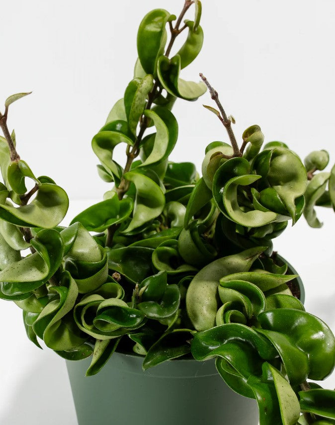 Are Hoya Plants Toxic to Cats and Dogs? All You Need to Know