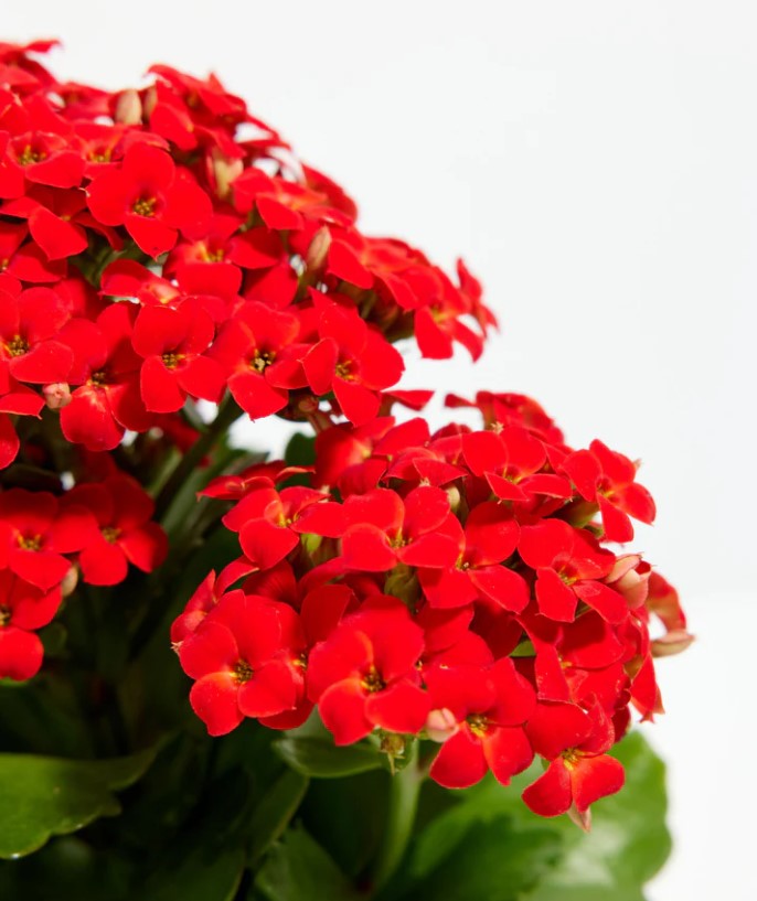 Mastering Kalanchoe Propagation: Simple Steps for Beginners