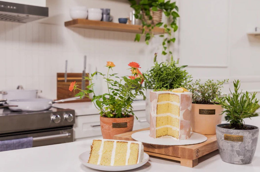 Modern Kitchen With Plants Biophilic Design: Create A Natural Kitchen