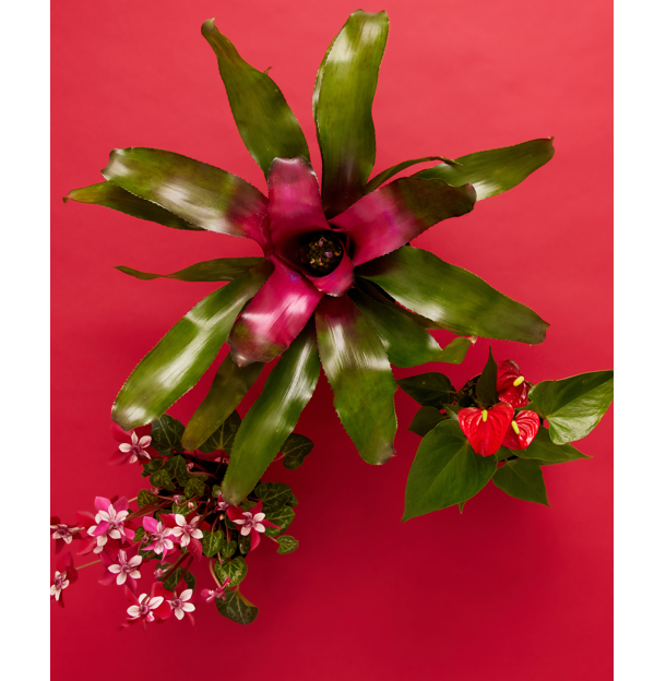 Lucky & Colorful Plants For Lunar New Year | Lively Root