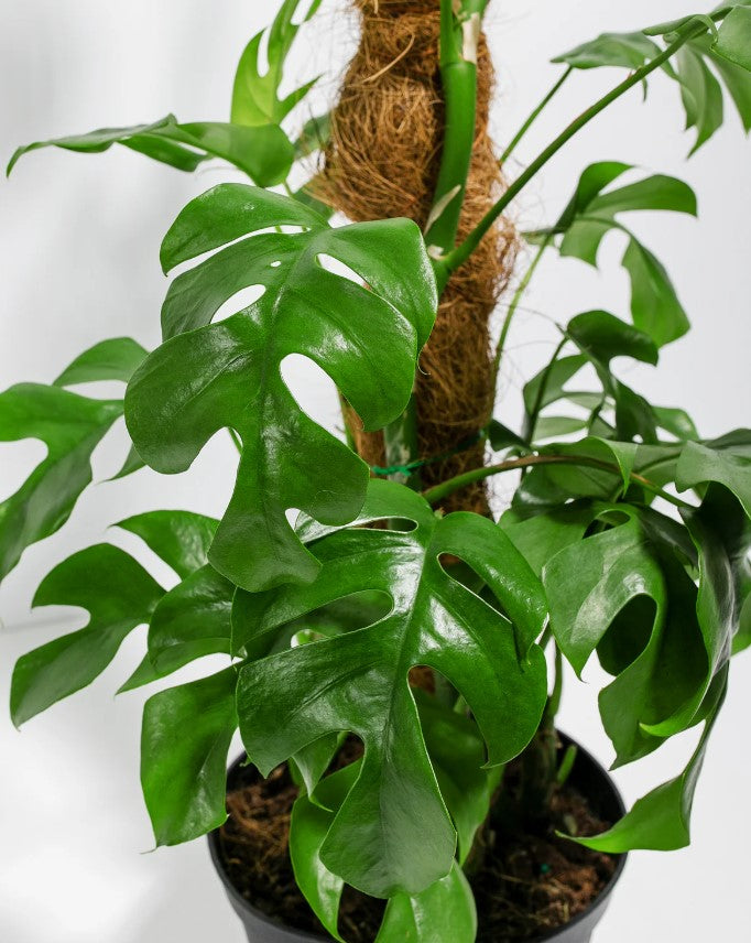 The Ultimate Mini Monstera Care Guide: Growing and Propagation Tips