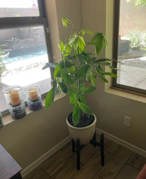 Money Tree Benefits, Meaning & Symbolism | Lively Root