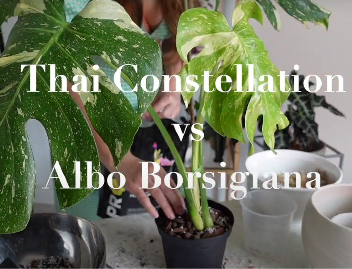 Monstera Albo vs. Thai Constellation: A Complete Comparison