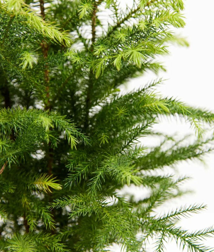 The Most Common Norfolk Pine Problems: Causes & Fixes