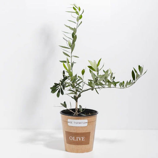 Mastering Olive Tree Care Indoors: A Complete Growing Guide
