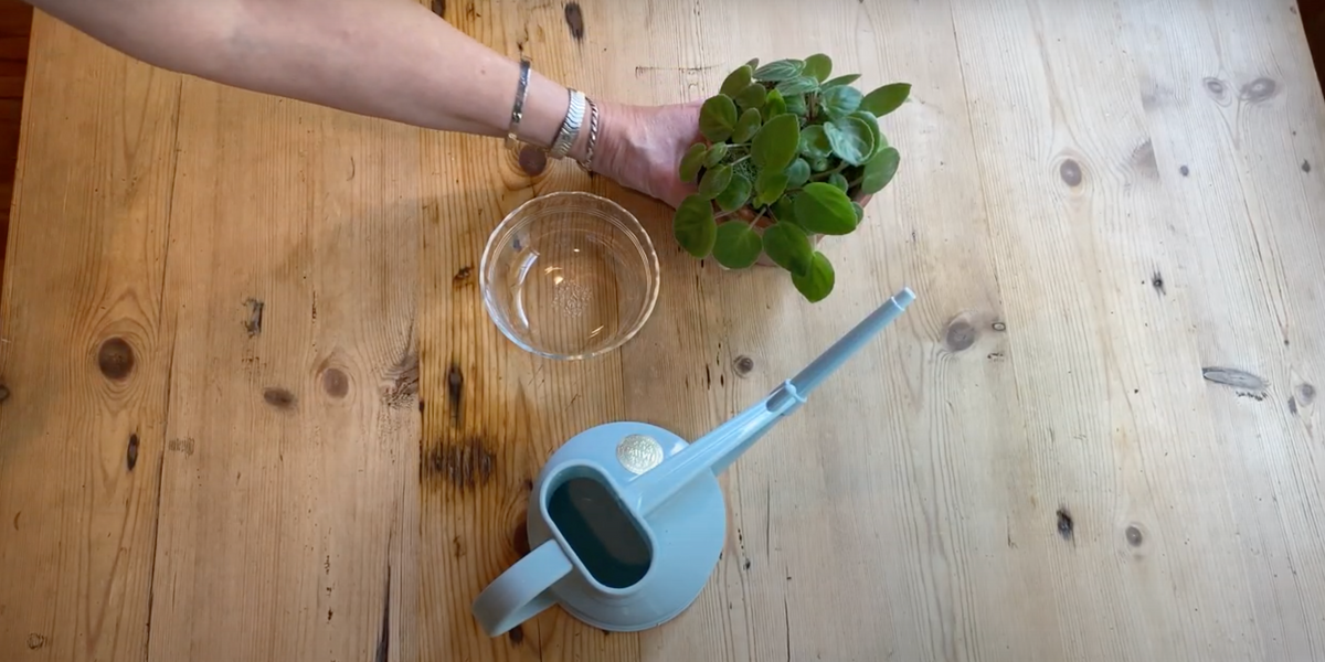 Bottom Watering Vs. Top Watering Your Plants | Lively Root