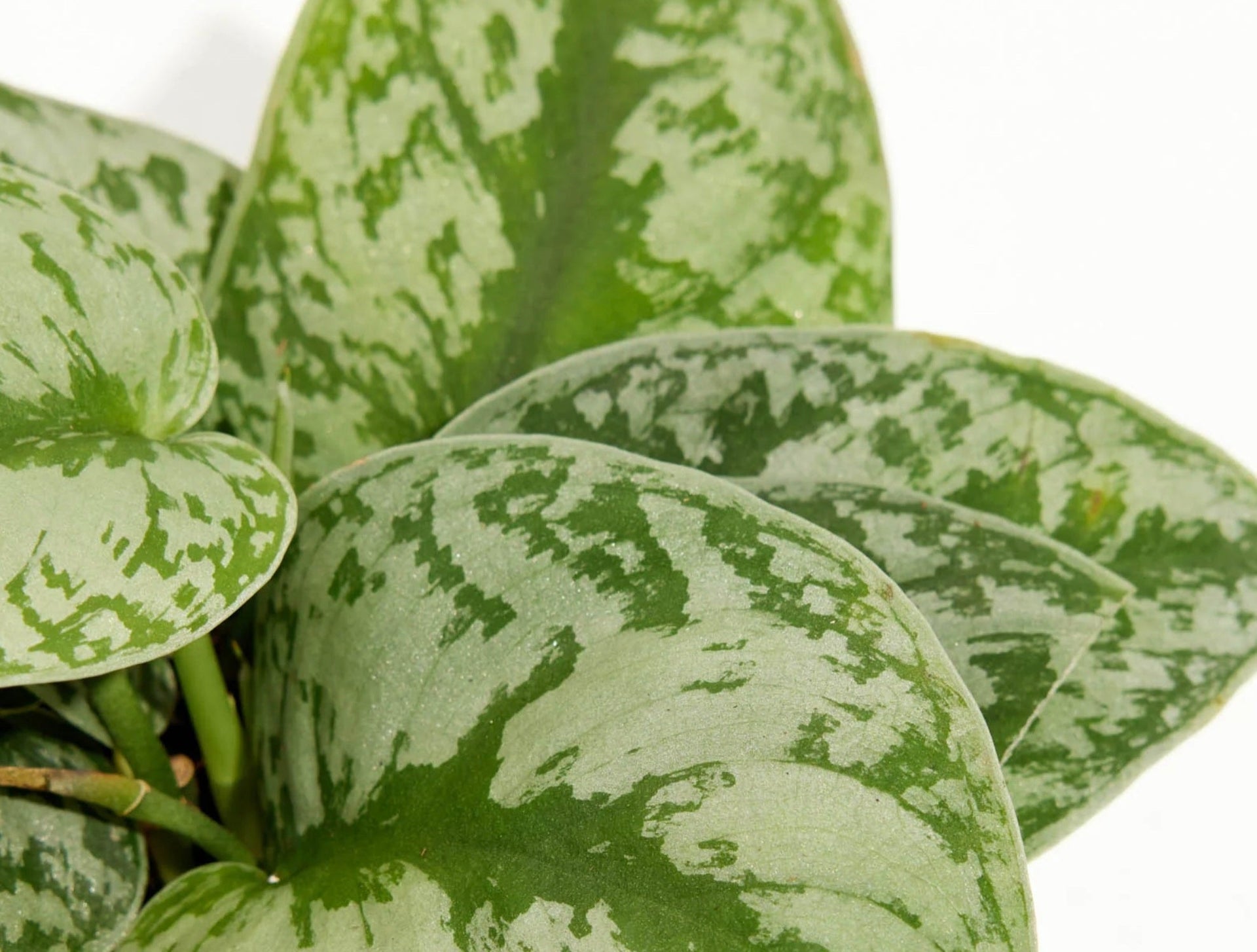 Discover 10 Silver Plants With Shiny Foliage to Grow in 2026