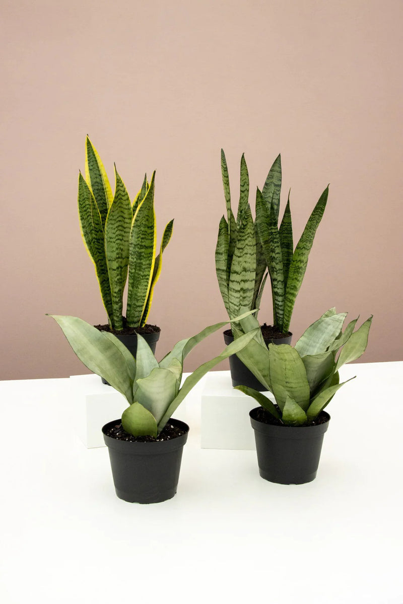 Snake Plant Care Guide, Varieties And Benefits | Lively Root