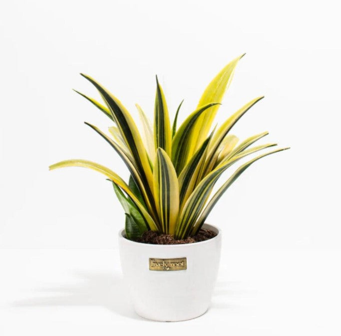 Snake Plant Meaning and Benefits: Learn What Sansevierias Represent