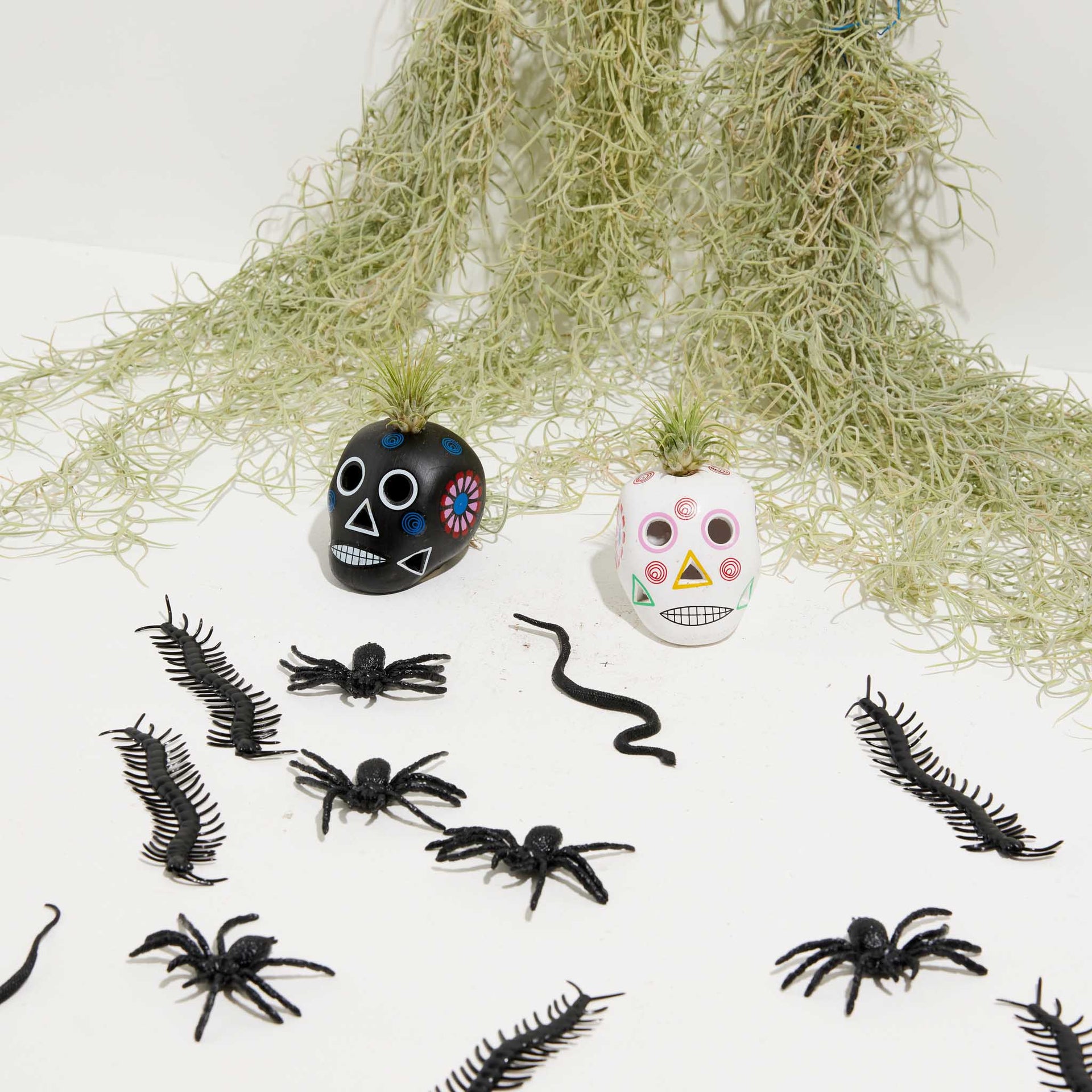 Spooky Plants You Need This Halloween Season! | Lively Root