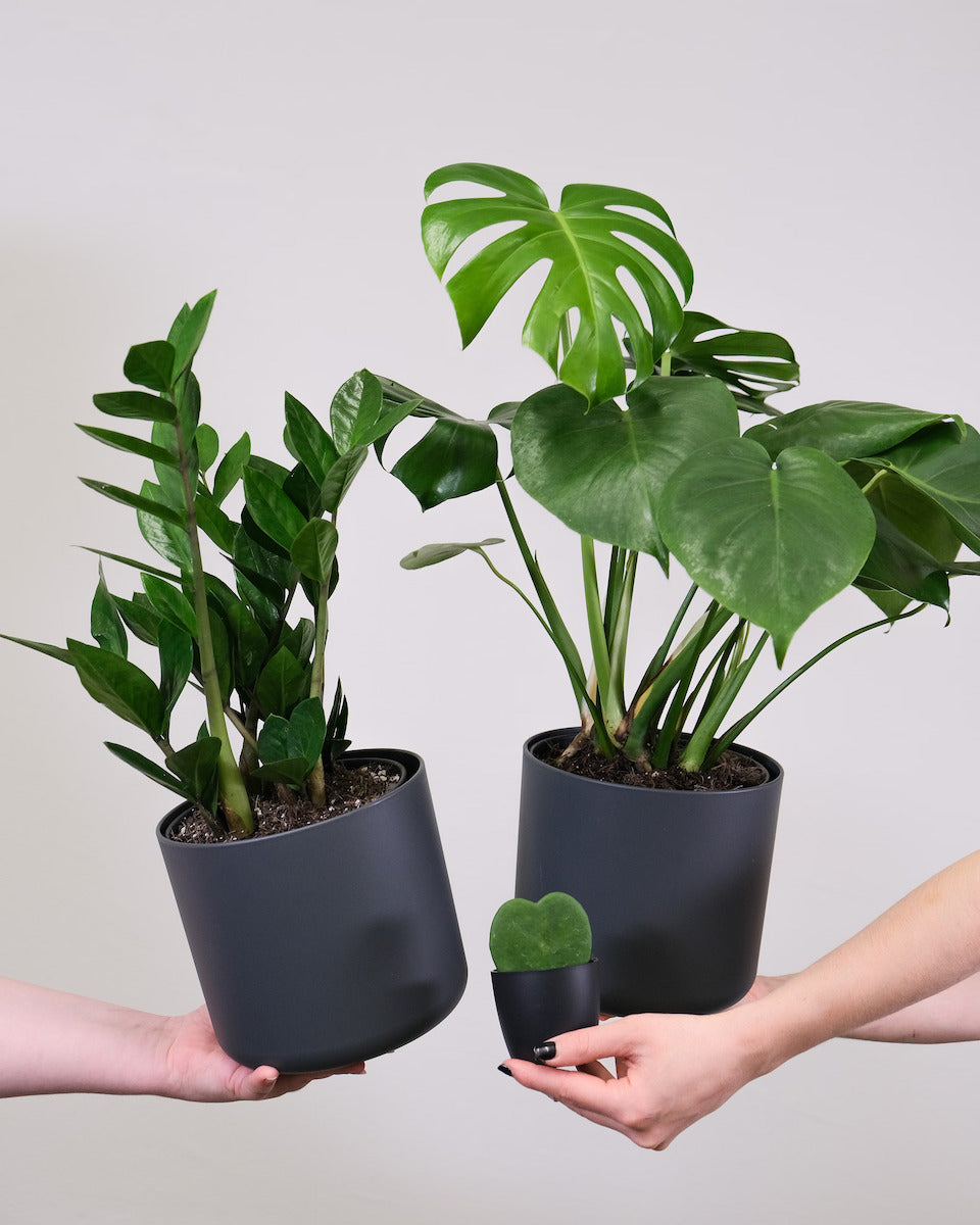 When And How to Repot a ZZ Plant: A Step-by-Step Guide