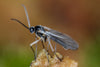 Insect Tales: How to Get Rid of Fungus Gnats on your Indoor Plants