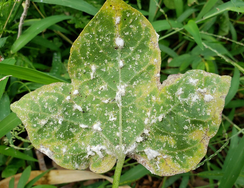 How to Get Rid of Mealybugs on your Indoor Plant