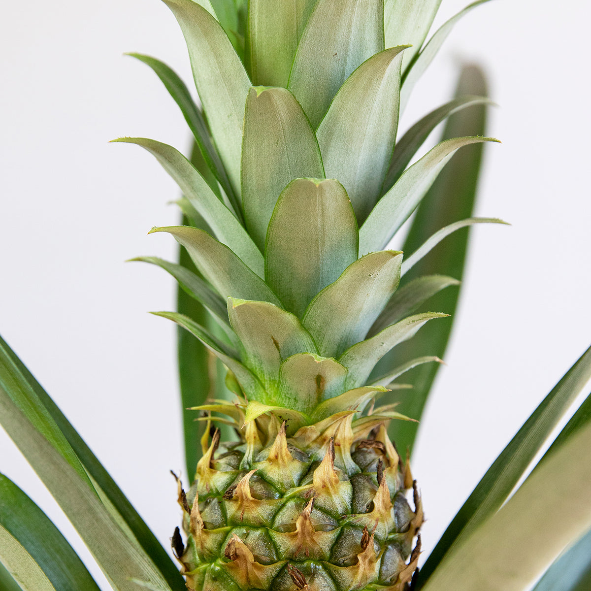 How to Grow and Care for your Pineapple Plant | Lively Root