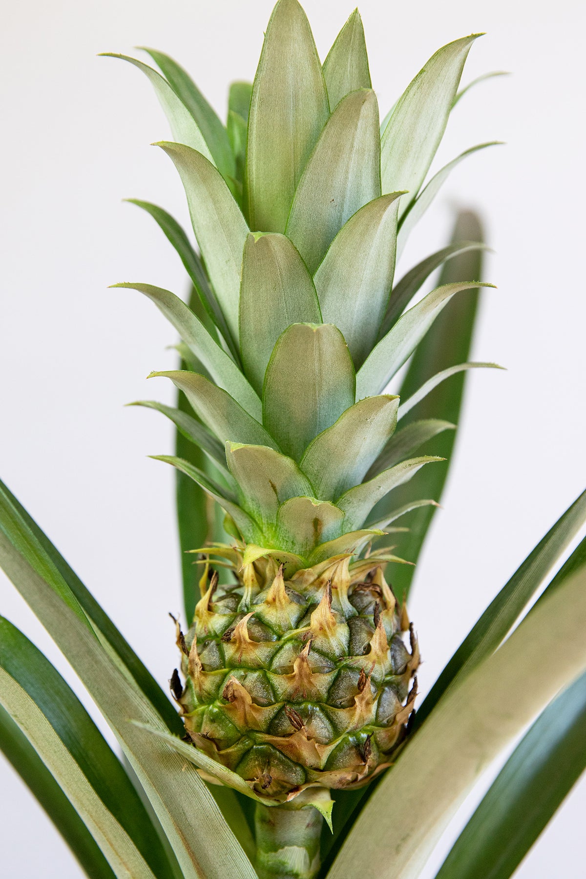 How to Grow and Care for your Pineapple Plant | Lively Root