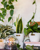 How to Care for your Variegated Snake Plant | Lively Root