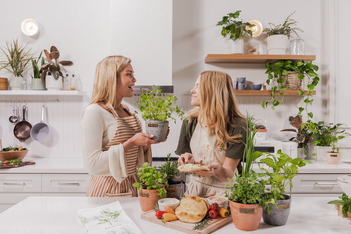 Collections | Lively Root