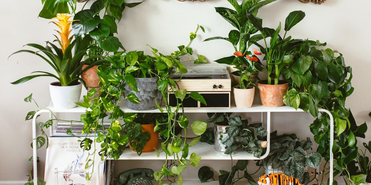 Order Live Plants Online | Live Plants for Sale | Lively Root