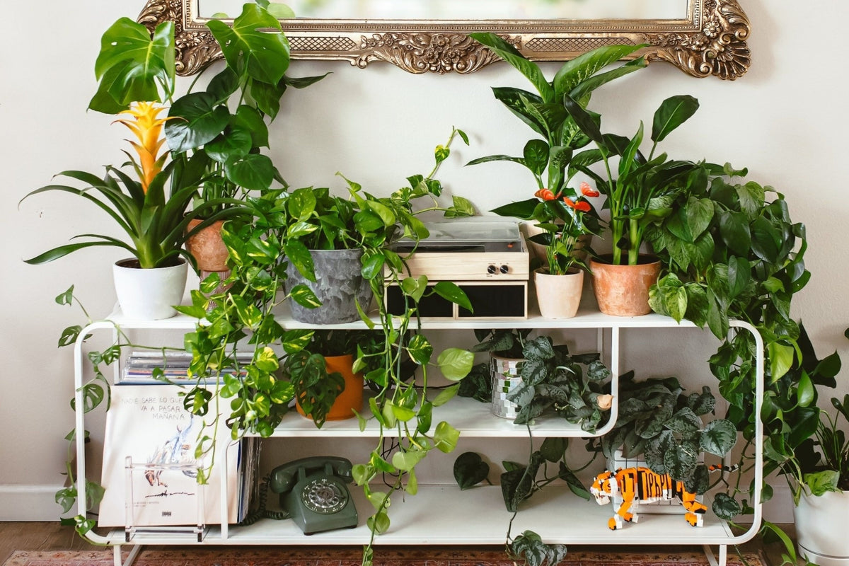 Order Live Plants Online | Live Plants for Sale | Lively Root