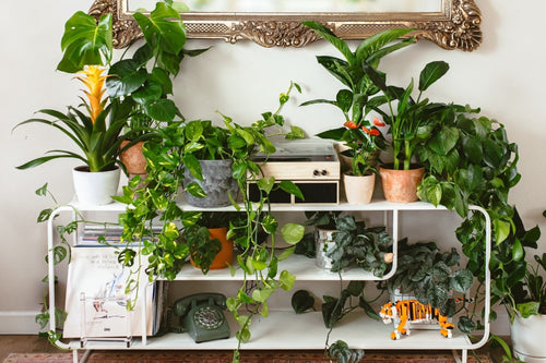 Snake Plant Meaning and Benefits: Learn What Sansevierias Represent