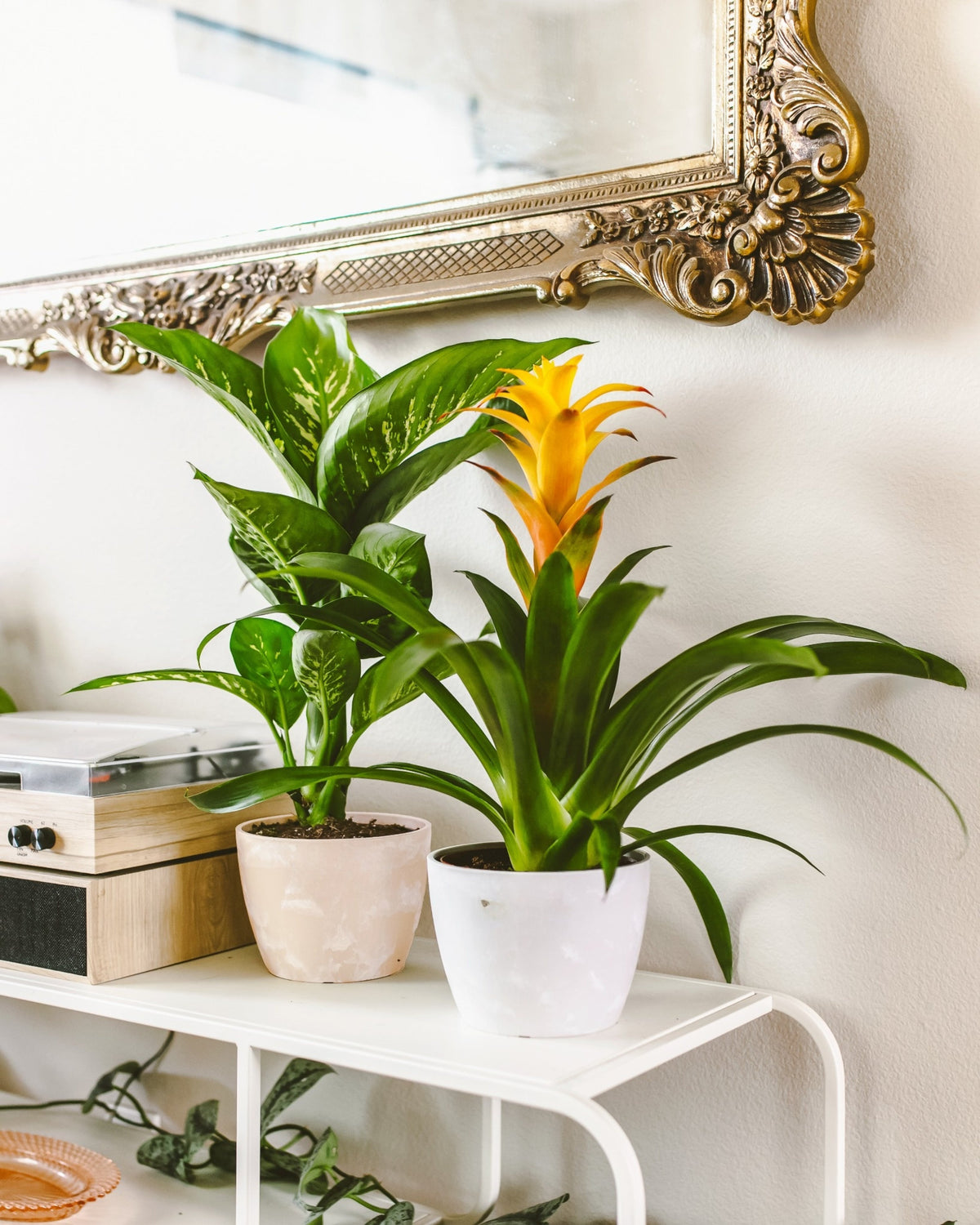 Most Popular Plants | Best Sellers | Lively Root