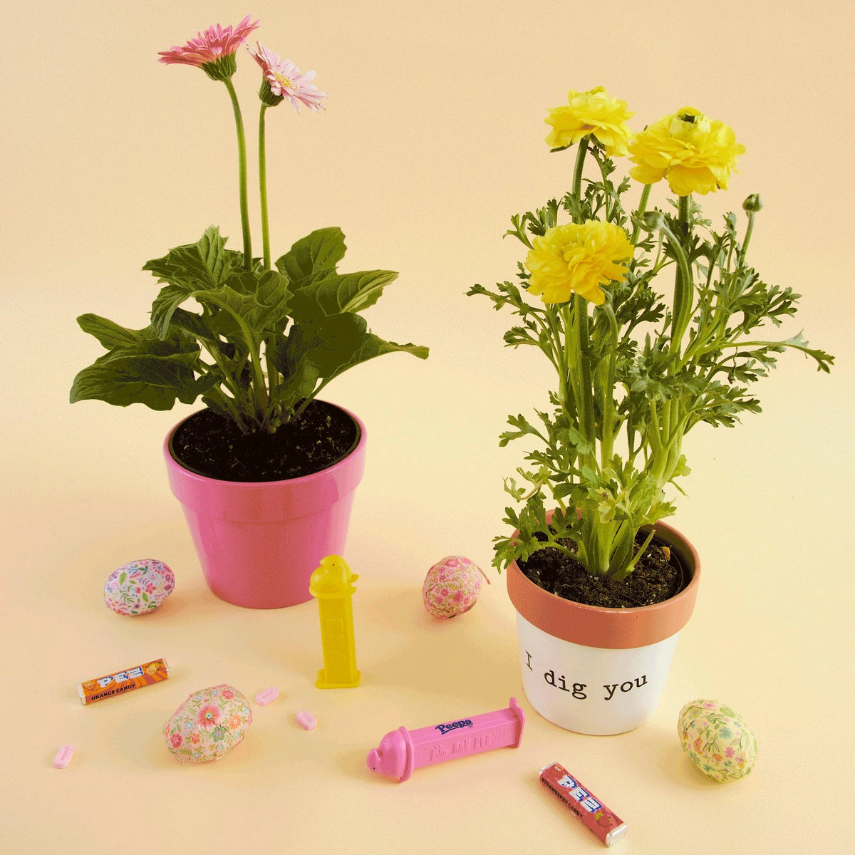 Easter Plants | Plants As Gifts | Lively Root