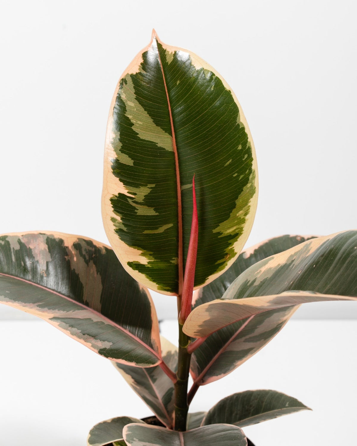 Indoor Ficus Tree Plants for Sale & Care Guide
