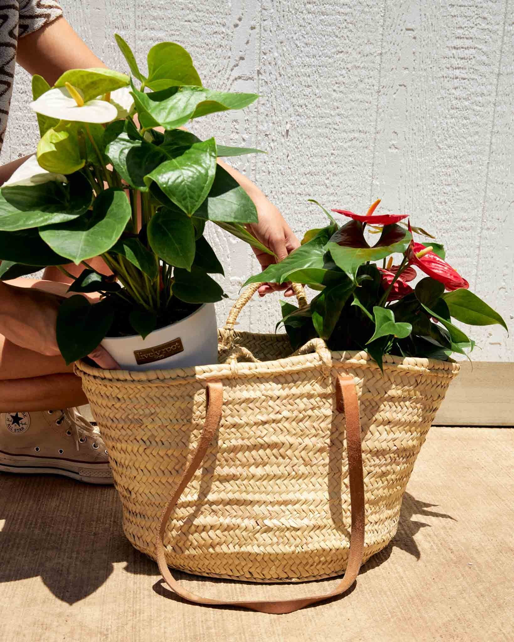 This Week's Nursery Picks | Lively Root