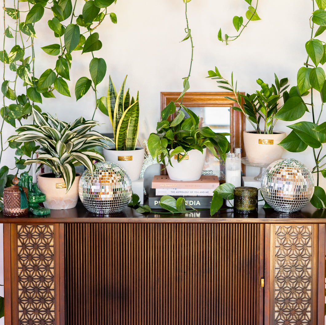 Best Indoor Plants | House Plants & Indoor Trees | Lively Root