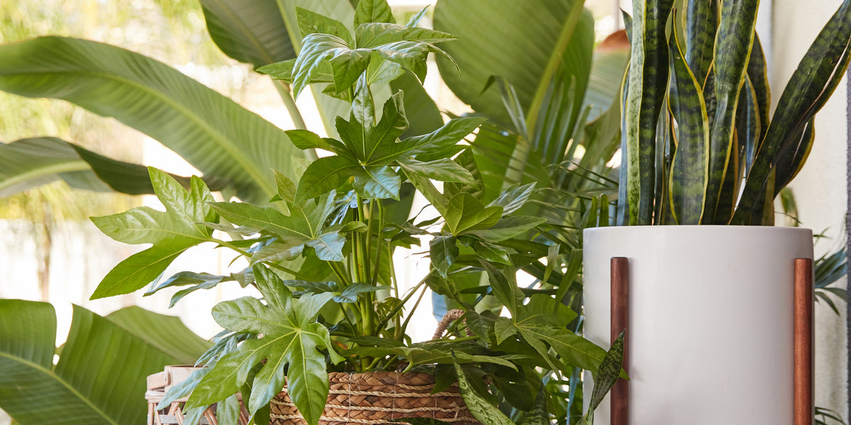 5 Gallon Plants | Large Plant Delivery | Lively Root