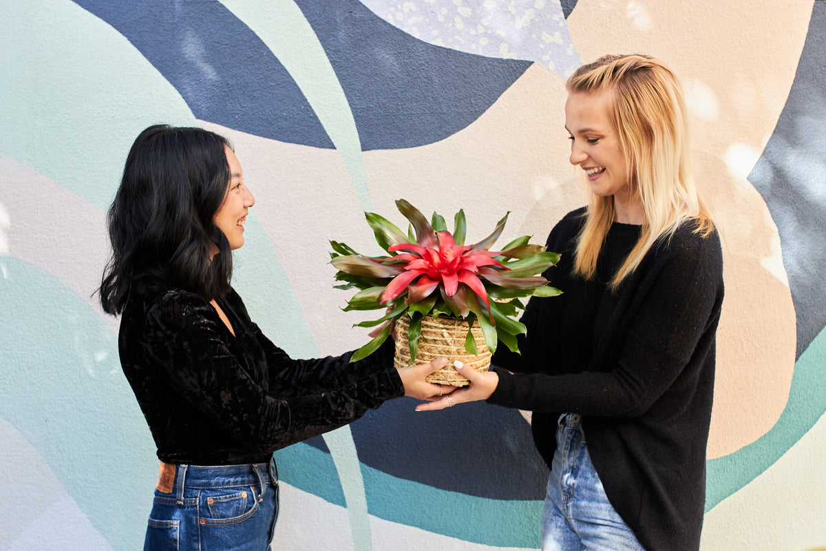 Corporate Gifts | Live Plant Delivery | Lively Root