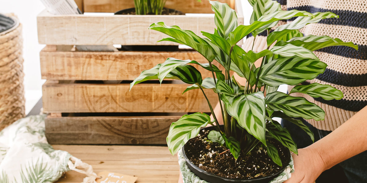 All Plant Subscriptions | Lively Root