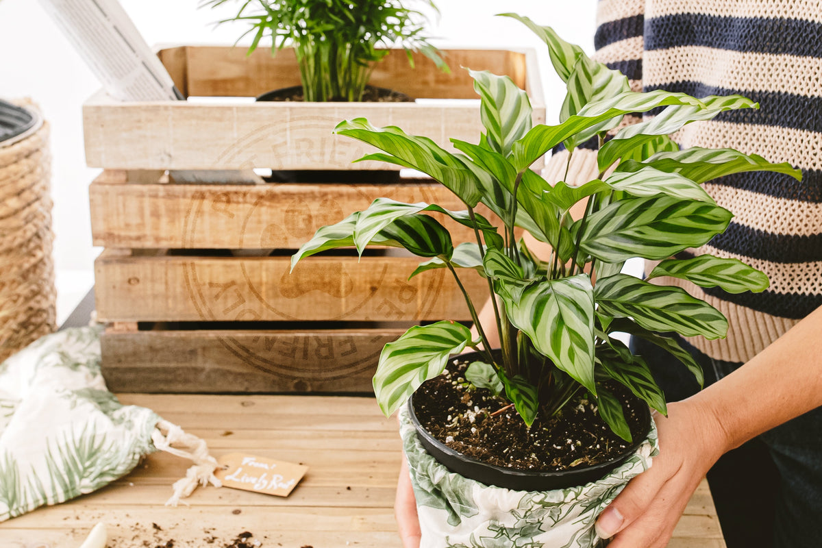 All Plant Subscriptions | Lively Root